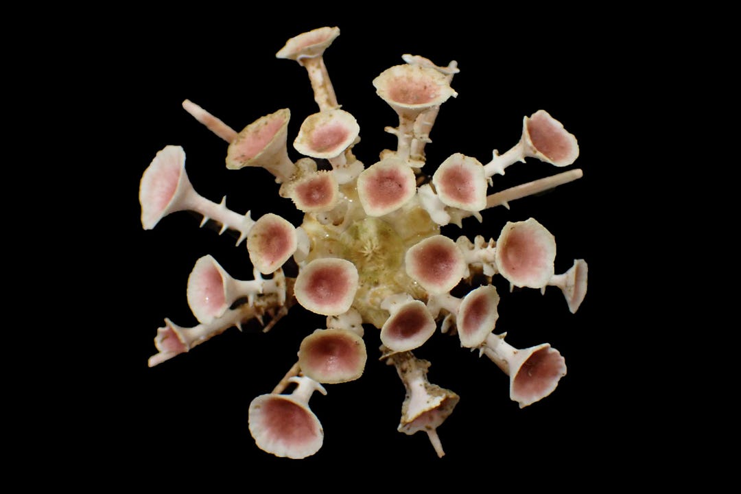 Marine Life - Sea Urchin 62 Mm - RARE Deep Water(goniocidaris Clypeata ...