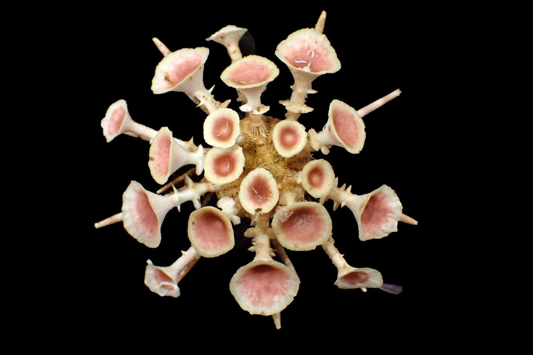 Marine Life - Sea Urchin 57 Mm - RARE Deep Water(goniocidaris Clypeata ...