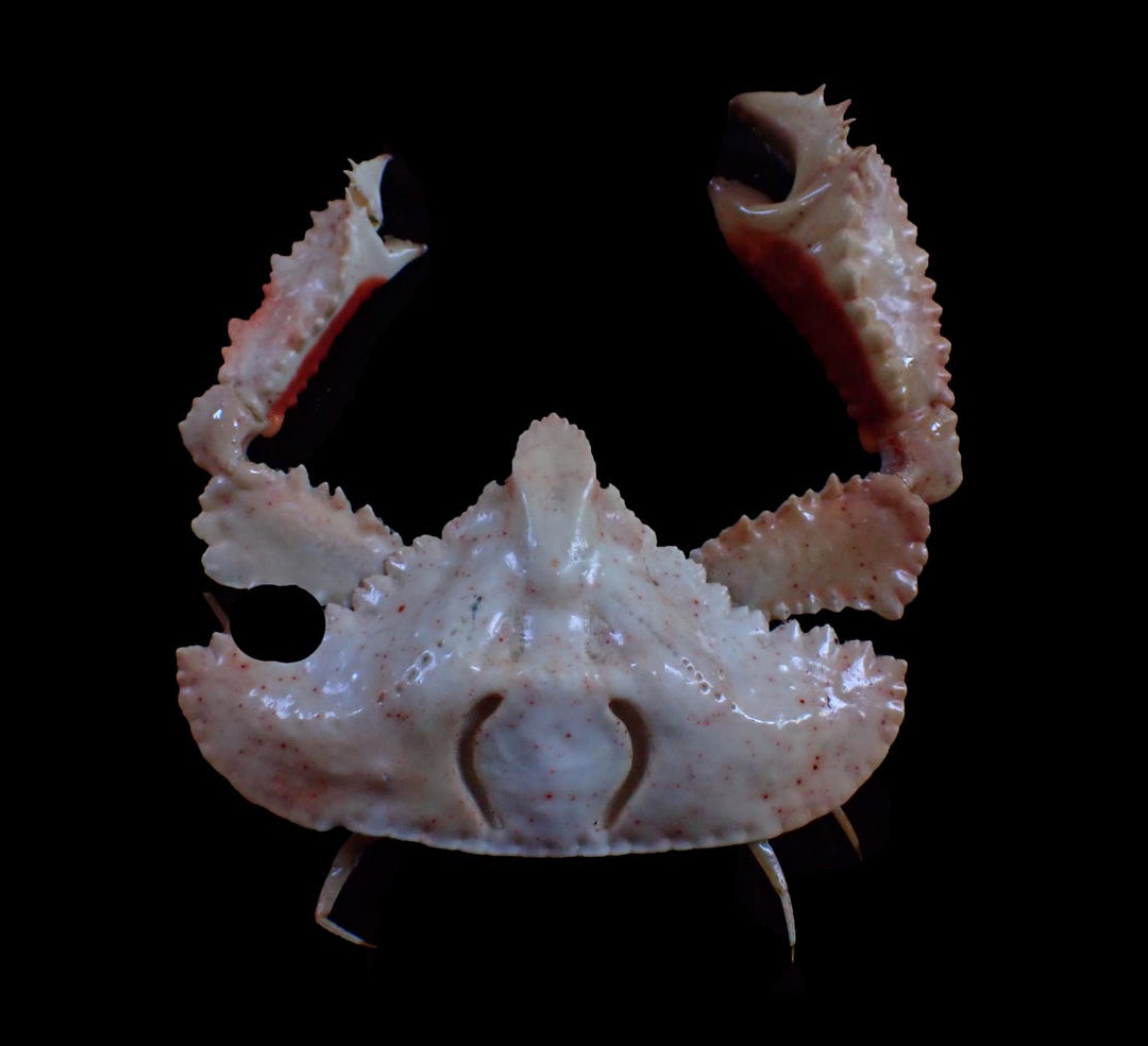 Sea Shells Crab Taxidermy 75mm FROM DEEP WATER - Etsy