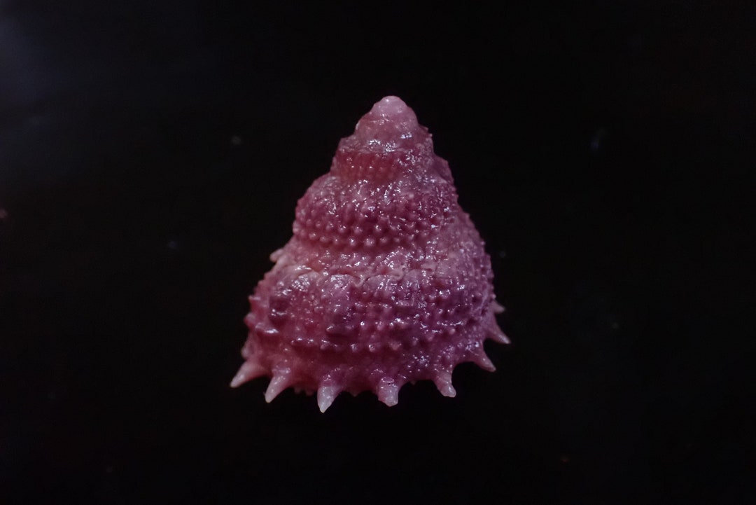 Sea Shell Trochus Stellatus NICE COLOR 15mm - Etsy