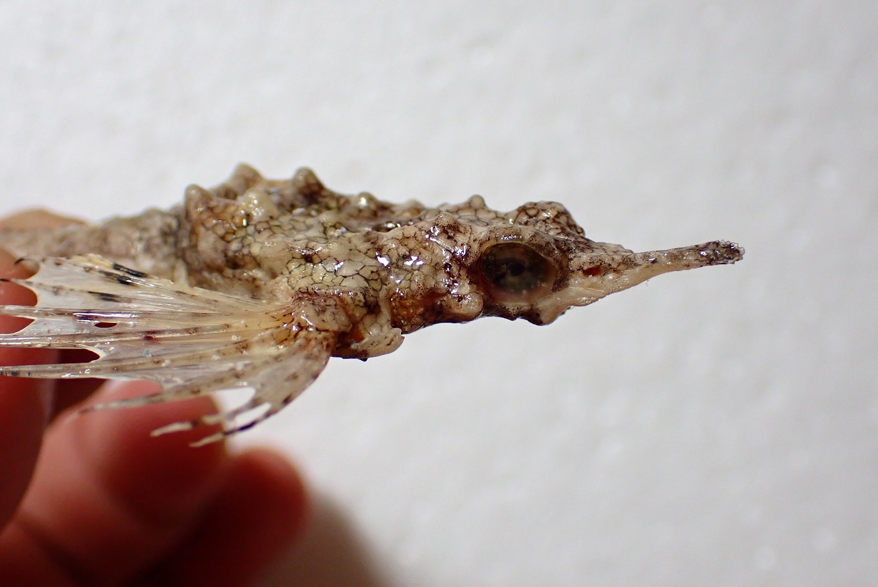 0003 Marine Life Taxidermy- Little Dragonfish (eurypegasus Draconis ...