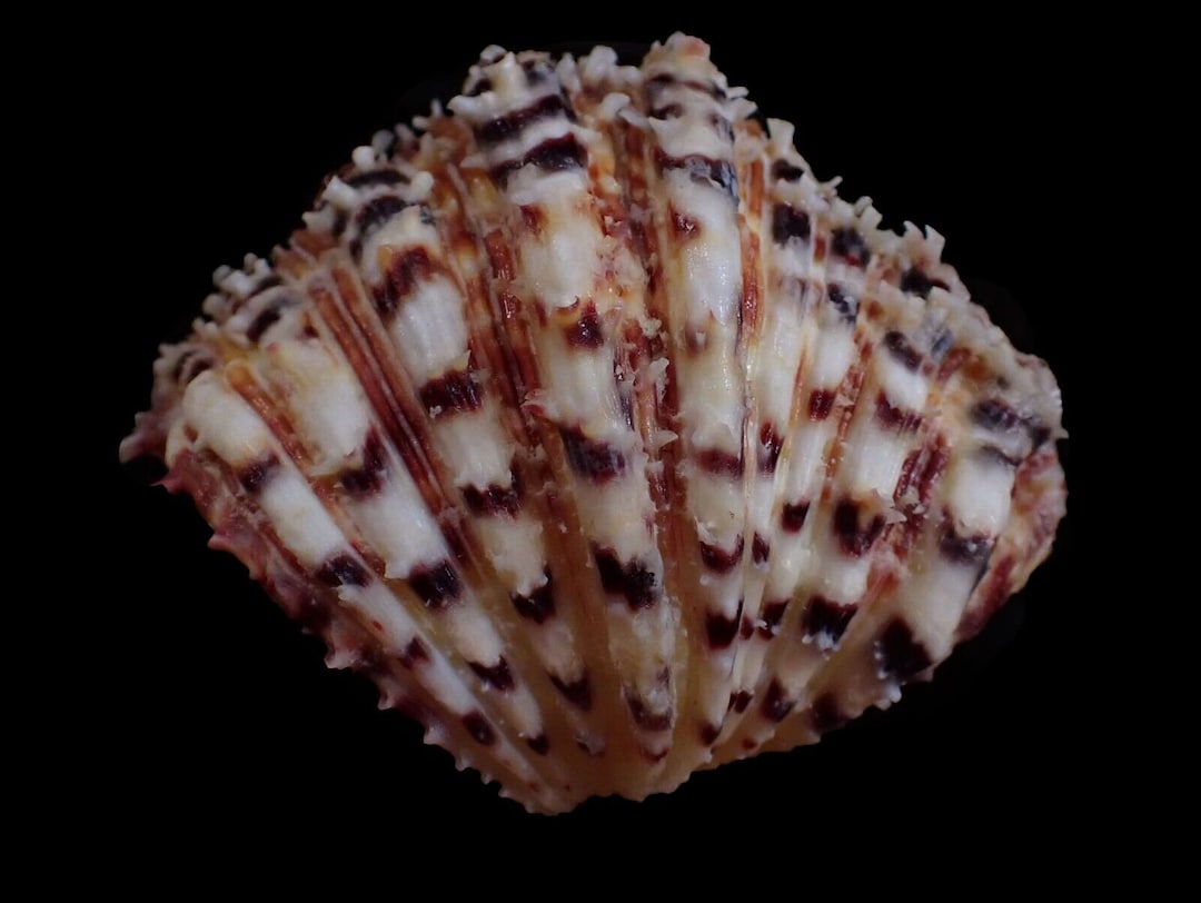 Sea Shells-hippopus Hippopus 69mm - Etsy