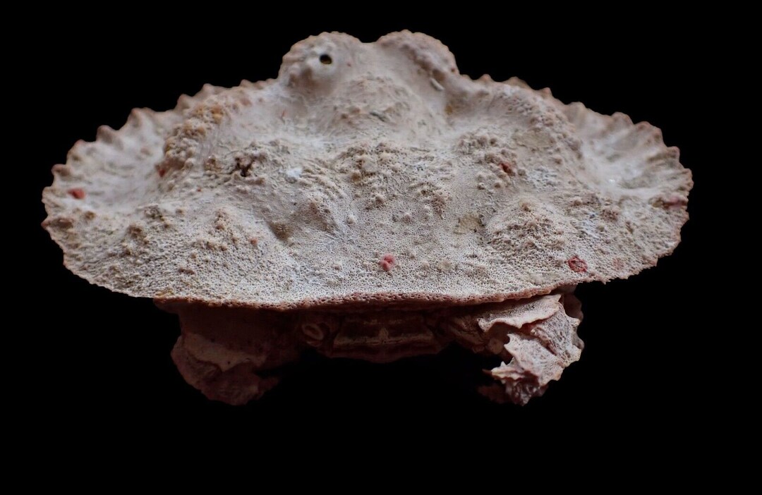 Crustaceans - Umbrella Crab 89-m.m. Cryptolithodes Sitchensis - Etsy