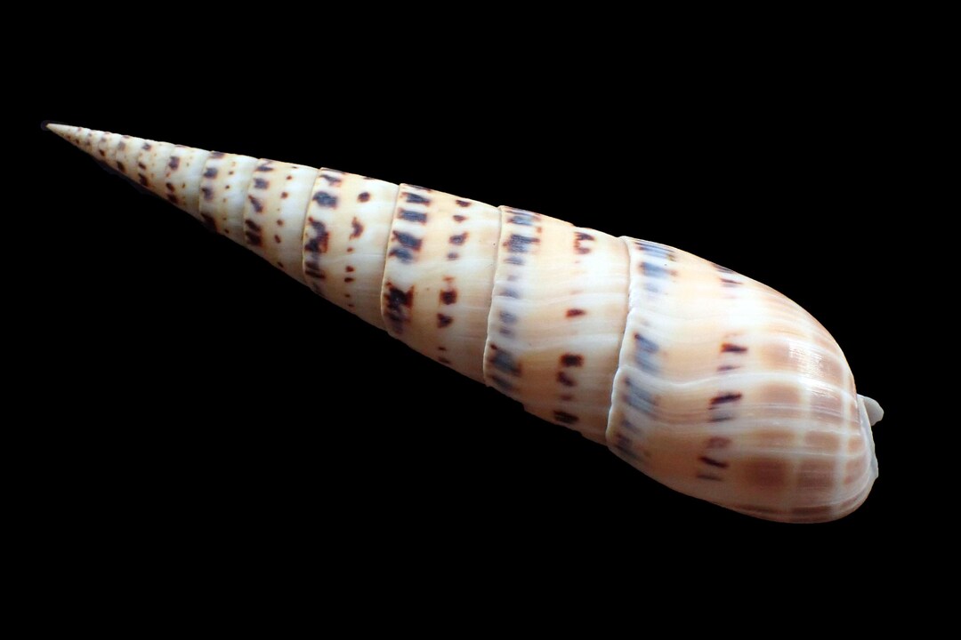 Sea Shell - Terebra Maculata - 216mm (BIG SIZE!!!) - Etsy