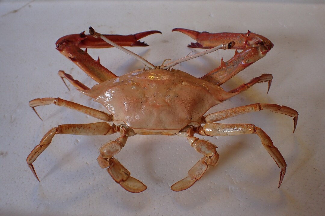 Crustacean-swimming Crab-210-m.m.x 165-m.m. - Etsy