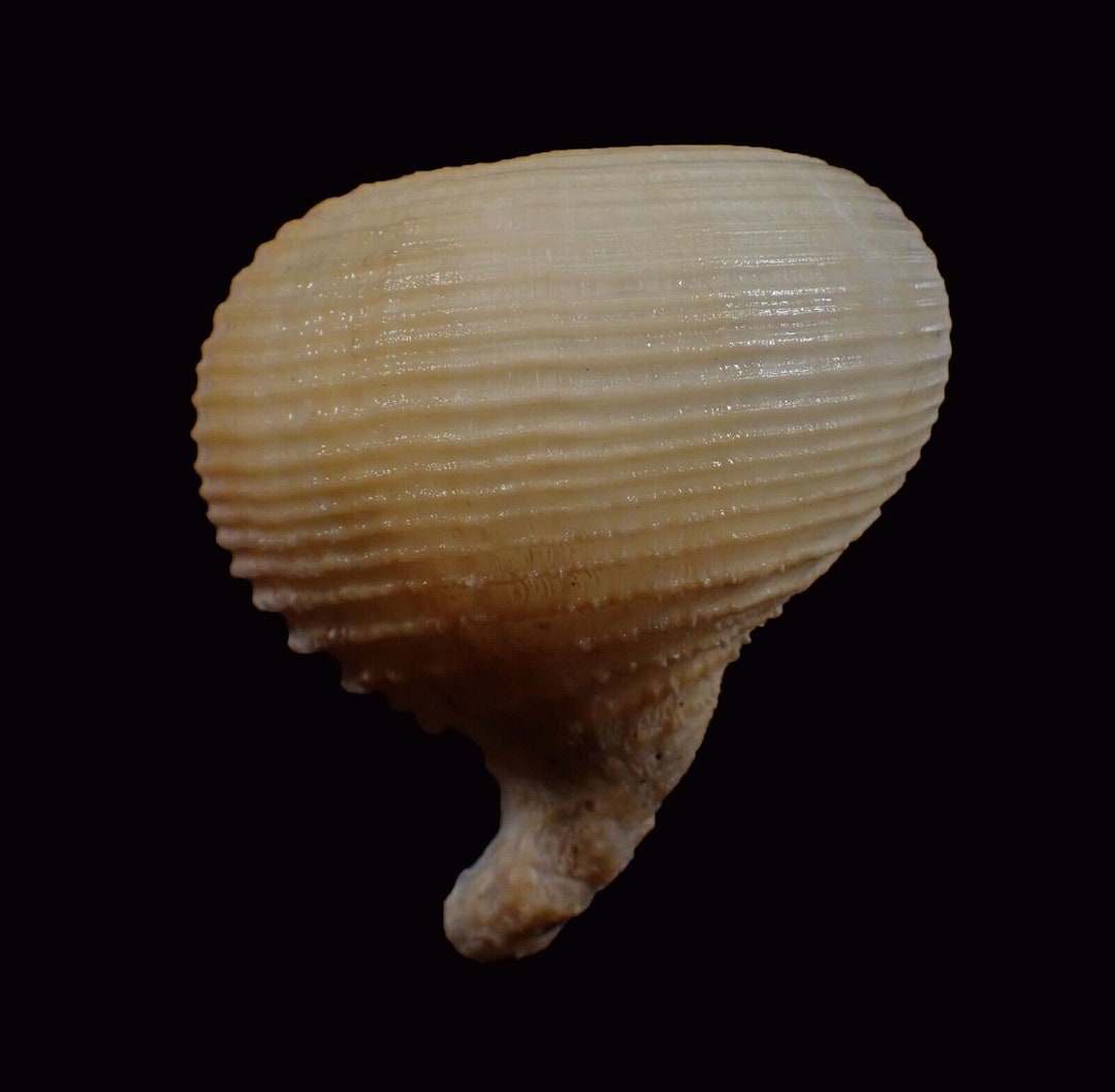 Rapa Rapa 73mm - 0043 - Etsy