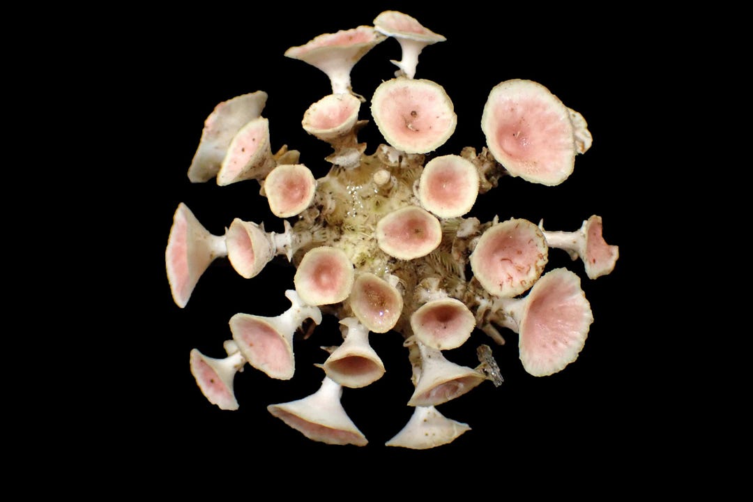 Marine Life - Sea Urchin 52 Mm - RARE Deep Water(goniocidaris Clypeata ...