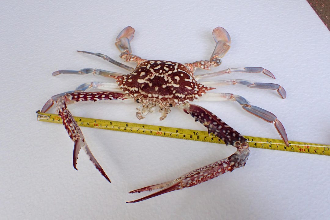 Crustacean-swimming Crab 38-cm Big Size - Etsy