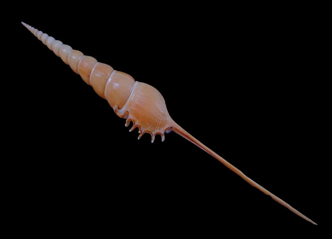 Sea Shell – Tibia Fusus (spindle Tibia) 272 Mm – NICE COLOR! - Etsy