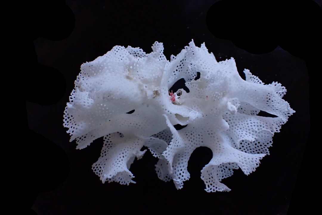 Crab Taxidermy white so Lace 72-m.m. - Etsy