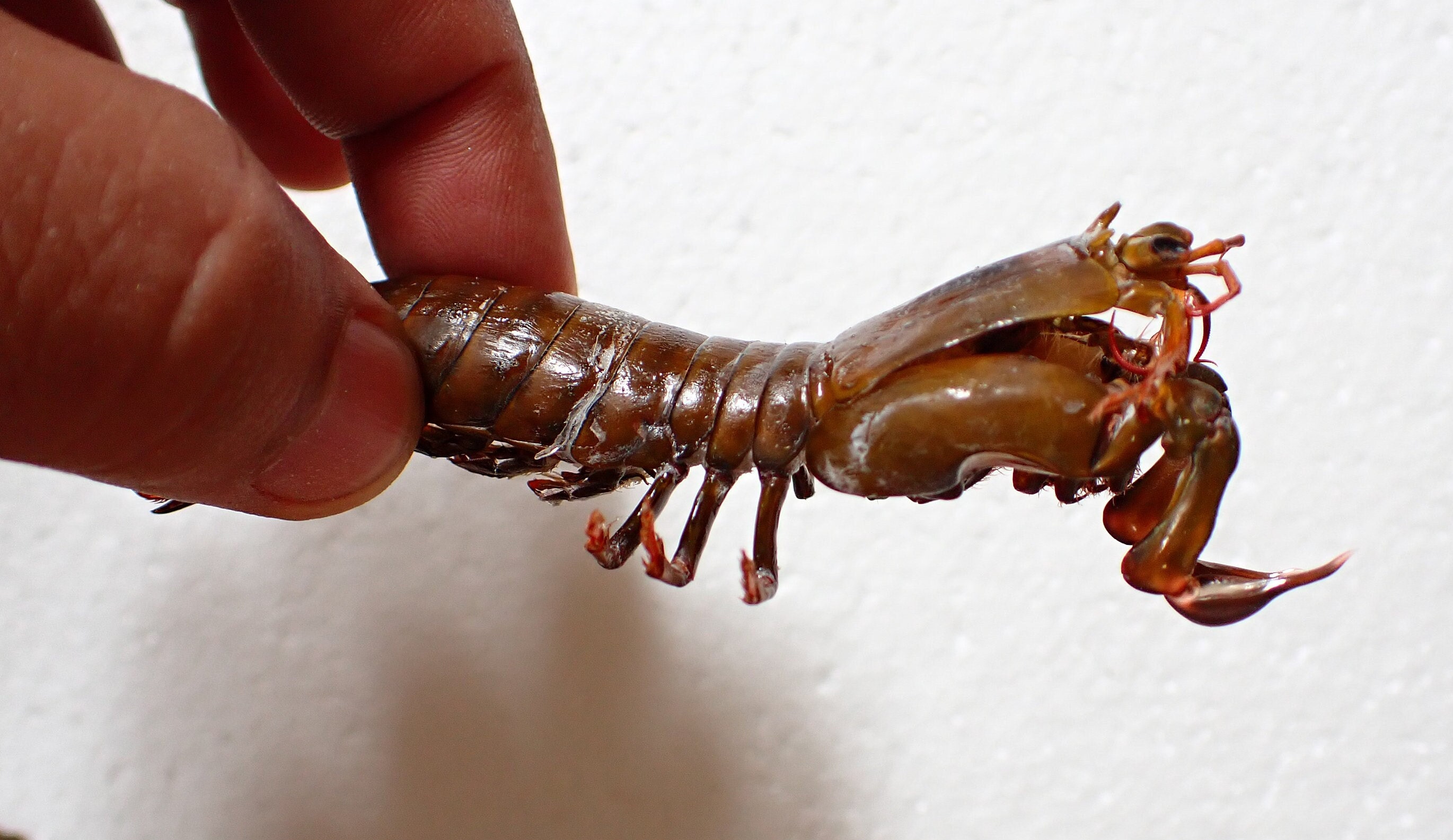 0005 Marine Life Taxidermy Sea Mantis Shrimp boxer Type 101mm Perfect ...