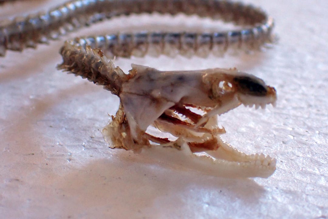 Taxidermy - Eel Moray Skeleton- 197mm - Etsy