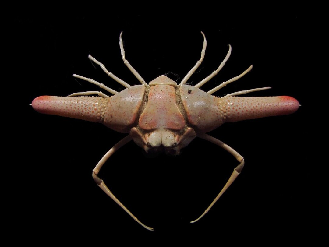 Marine Life Ixa Cylindrus 62mm - Etsy