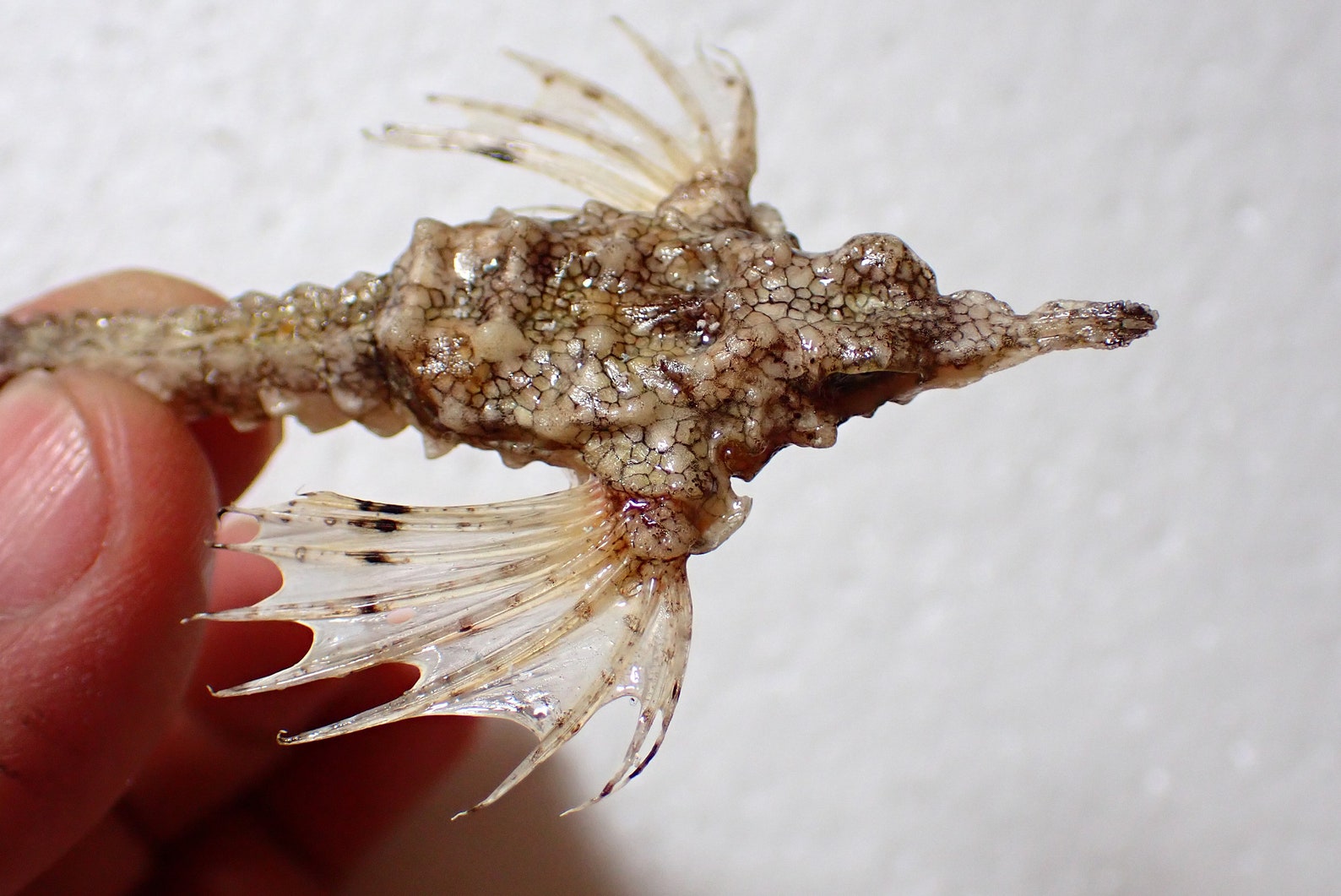 0003 Marine Life Taxidermy- Little Dragonfish (eurypegasus Draconis ...