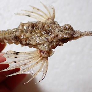 0003 Marine Life Taxidermy- Little Dragonfish (eurypegasus Draconis ...