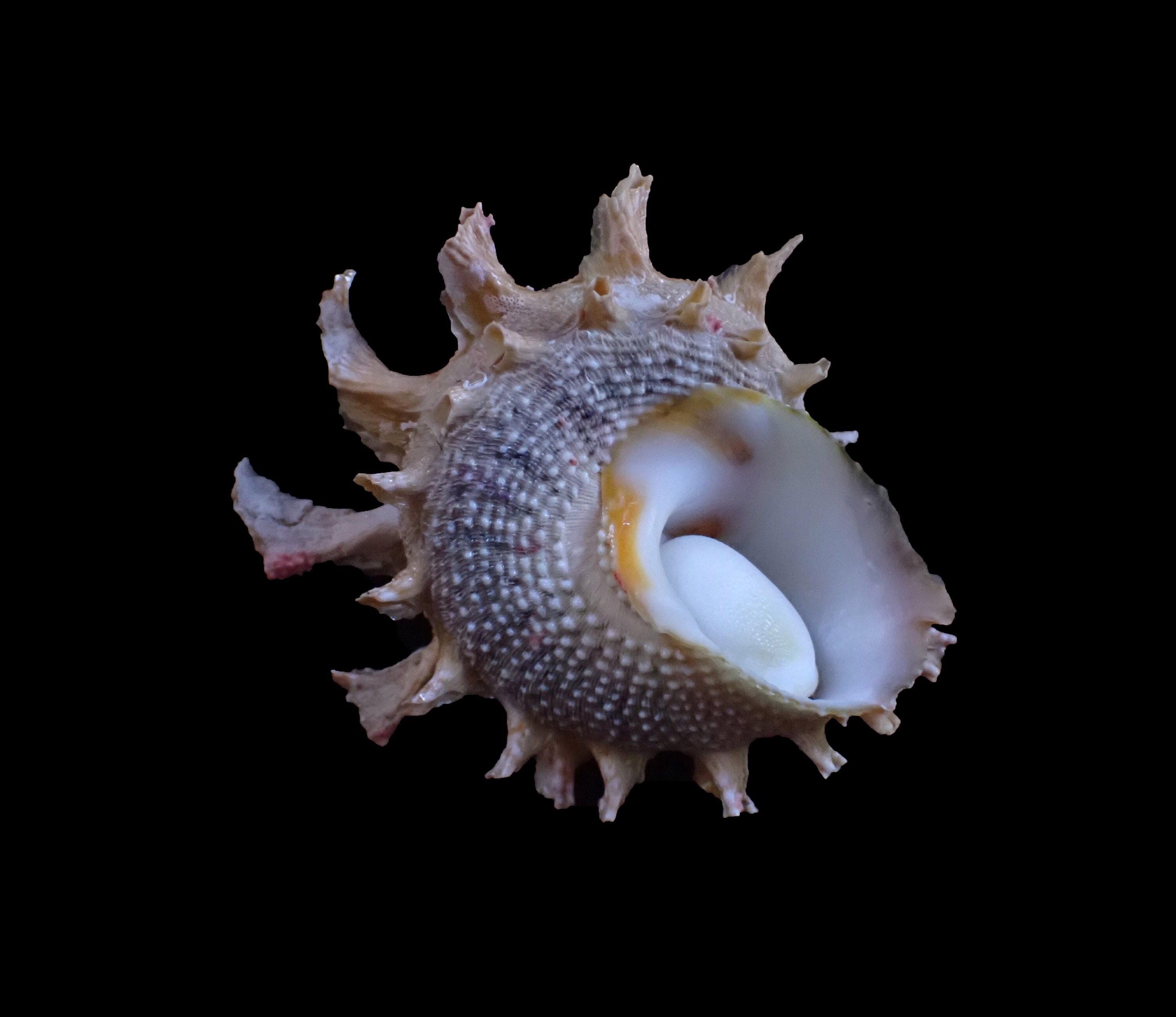 Sea Shells - Bolma Girgyllus- 72mm - Etsy