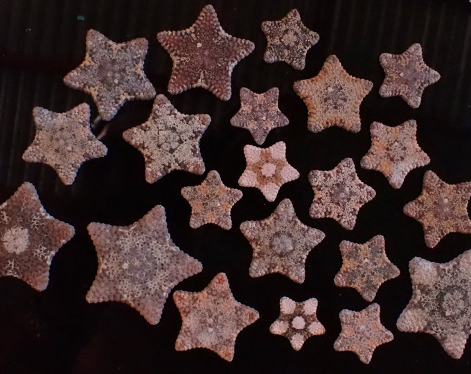 Marine Life Sea Stars star Fish 24-43mm - Etsy