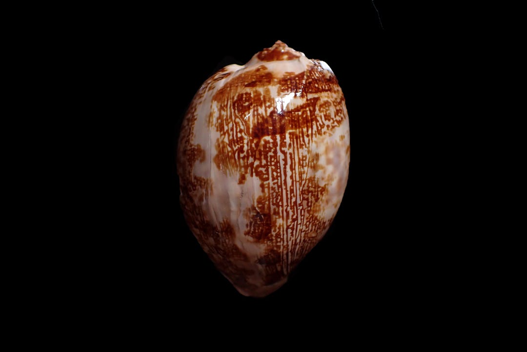 Seashells - Cypraea Mappa ,70mm, NICE FREAK - Etsy