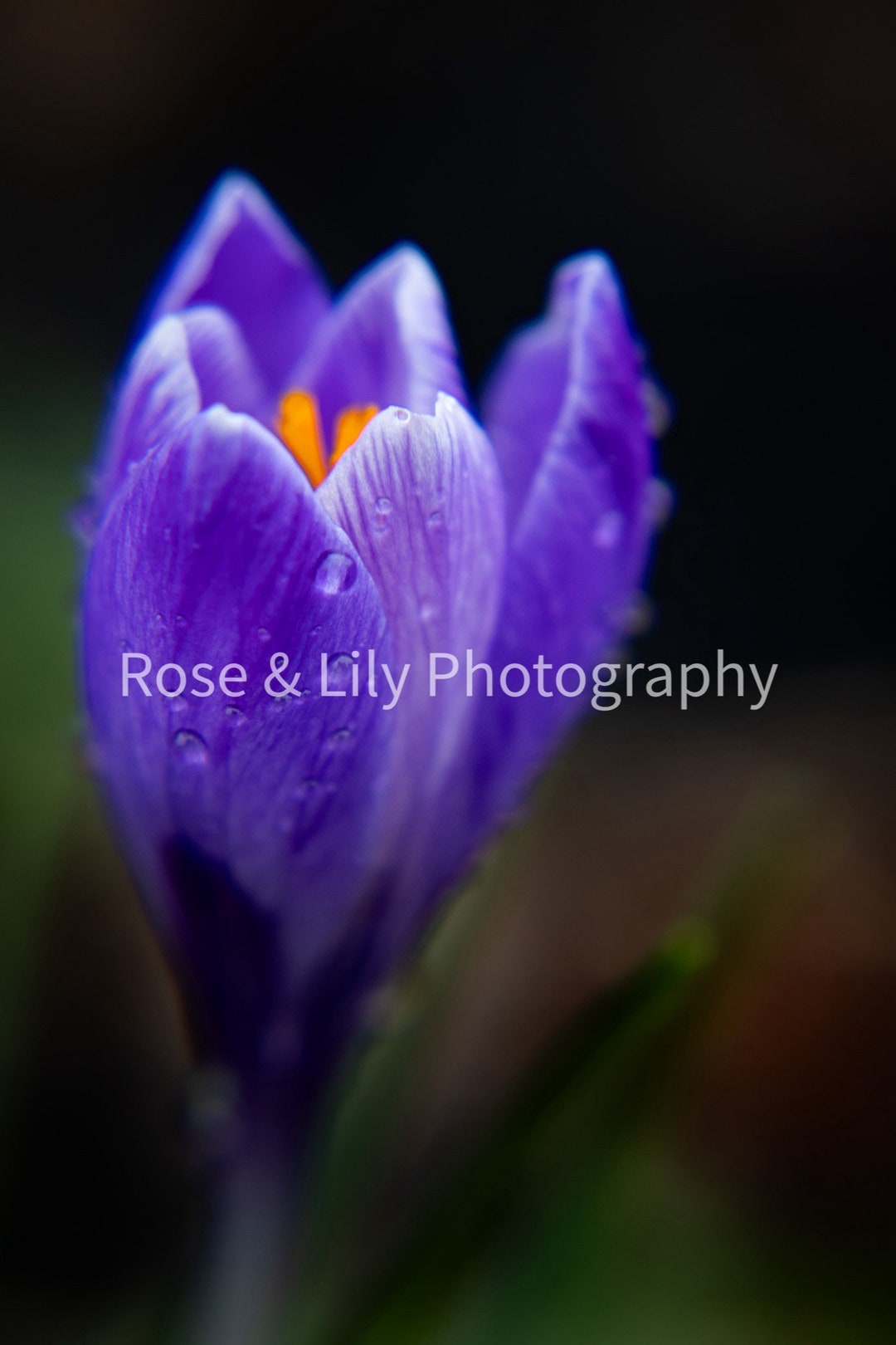 Crocus Digital Download - Etsy