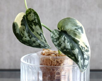 Rare Houseplant, Variegated Mayari Scindapsus Cutting - Etsy