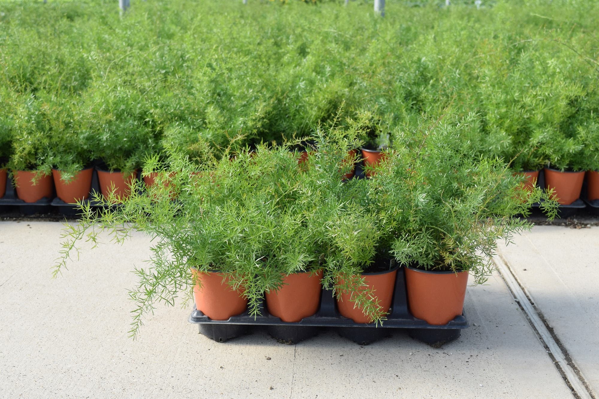 Asparagus Sprengeri "emerald Fern" Seeds Popular Houseplant ORGANIC ...