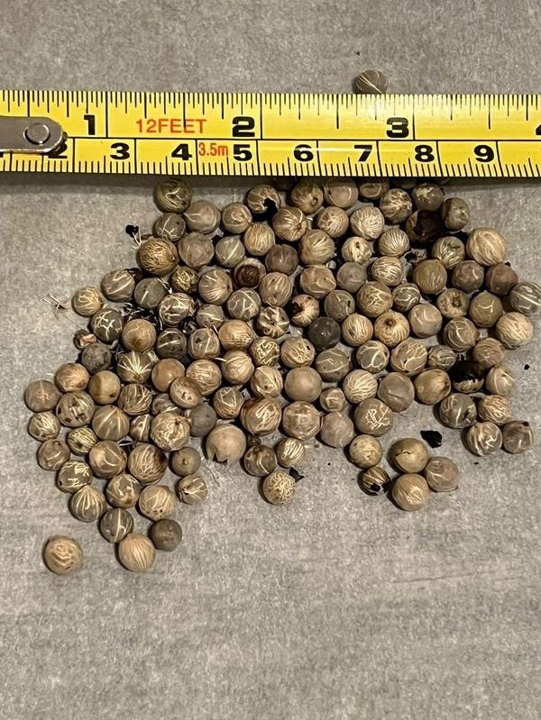 Parlor Palm "chamaedorea Elegans" Seeds Popular House Plant BULK, FRESH ...