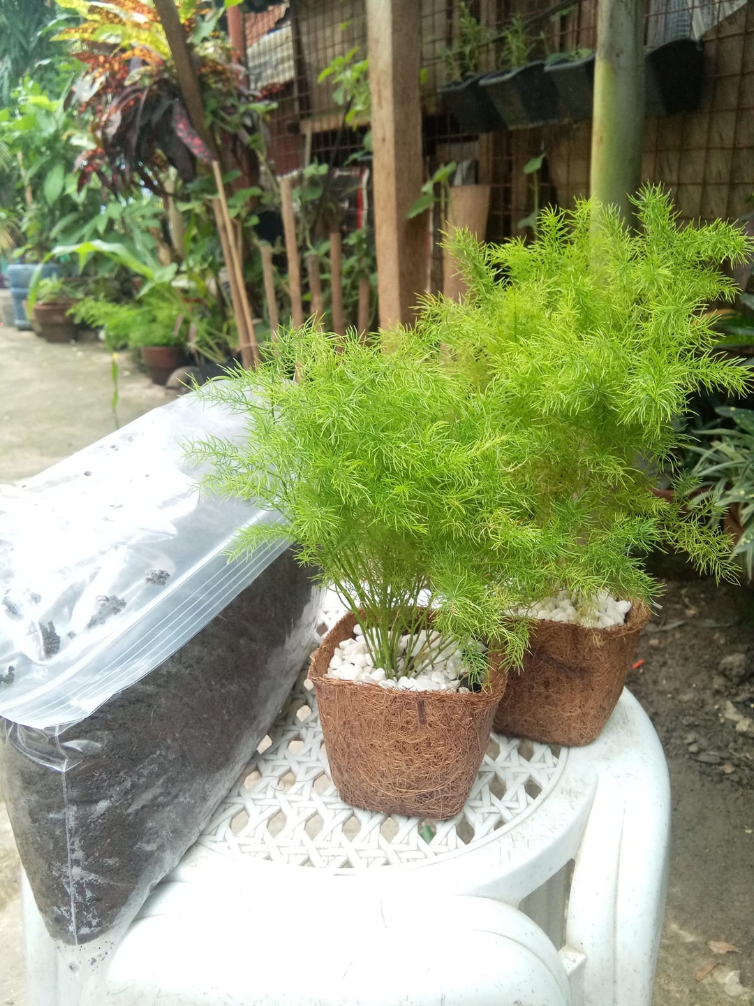 Asparagus Sprengeri "emerald Fern" Seeds Popular Houseplant ORGANIC ...