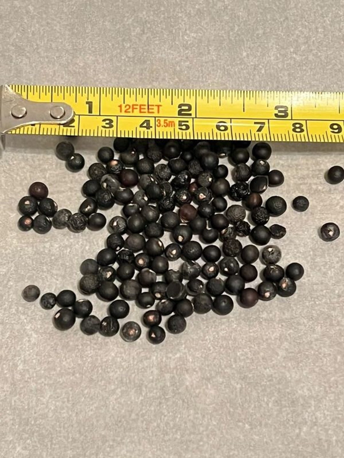 Asparagus Meyeri "foxtail Fern" Seeds Popular Houseplant ORGANIC, FRESH ...