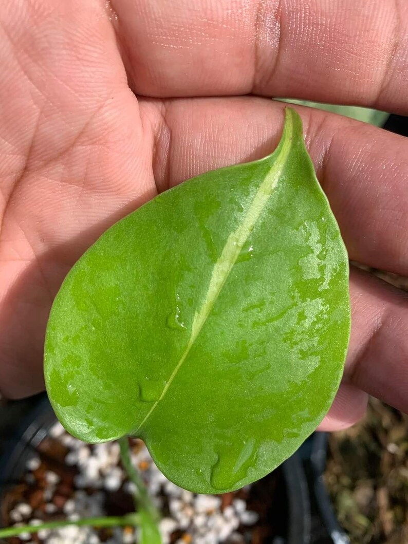 Monstera Deliciosa "swiss Cheese Plant" Seeds Popular House Plant FRESH ...