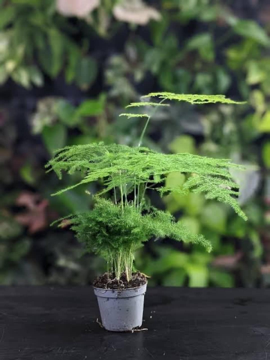 Asparagus Plumosus Nana "lace Fern” Seeds Popular Houseplant ORGANIC ...