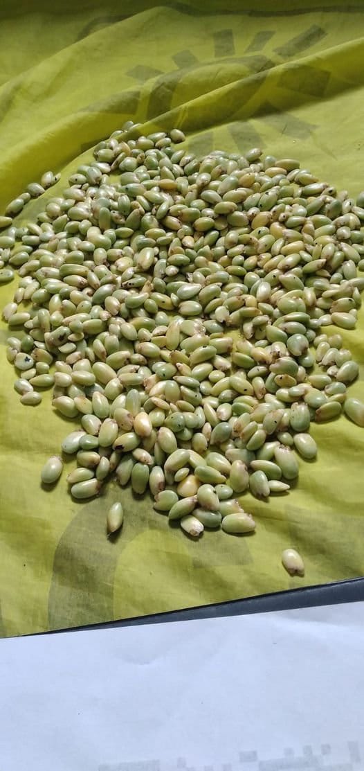 Monstera Deliciosa "swiss Cheese Plant" Seeds Popular House Plant FRESH ...