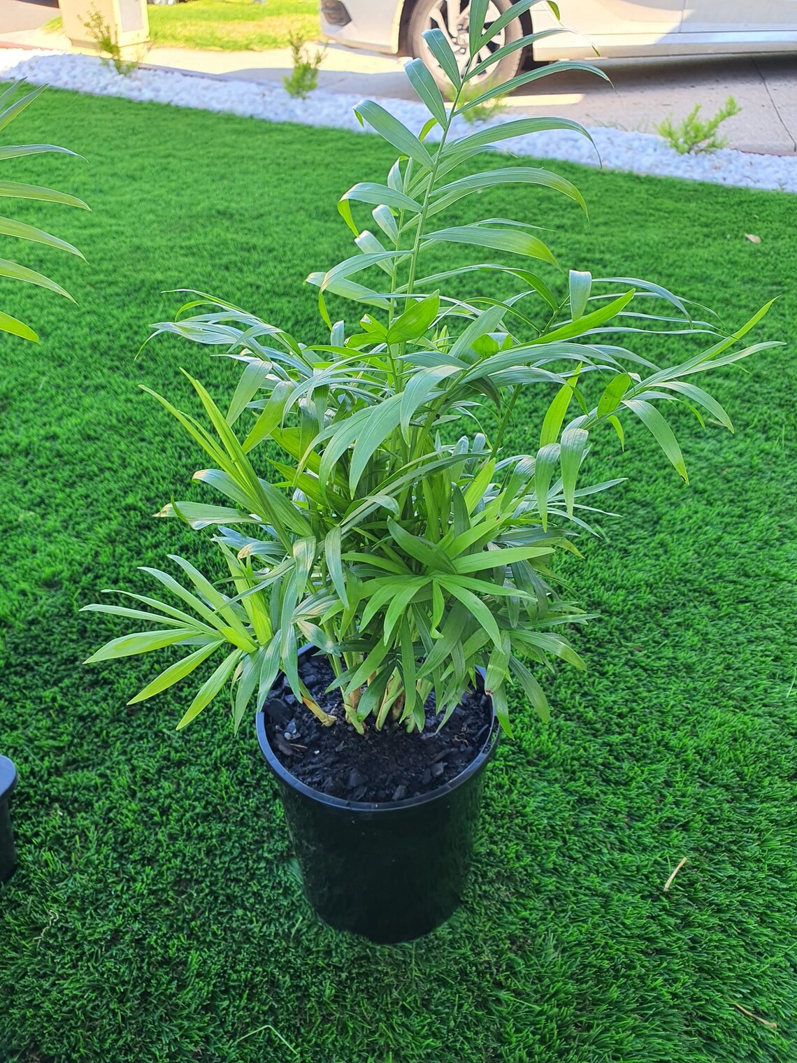 Parlor Palm "chamaedorea Elegans" Seeds Popular House Plant BULK, FRESH ...