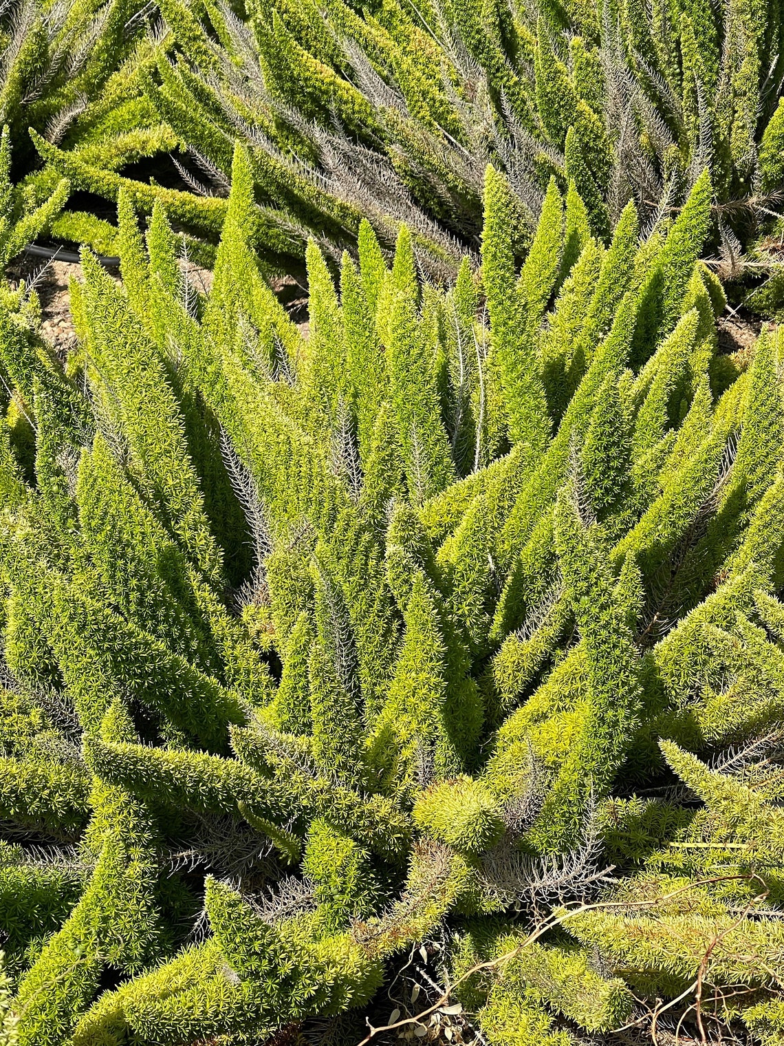 Asparagus Meyeri "foxtail Fern" Seeds Popular Houseplant ORGANIC, FRESH ...