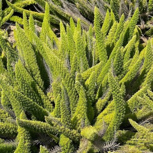 Asparagus Meyeri "foxtail Fern" Seeds Popular Houseplant ORGANIC, FRESH ...
