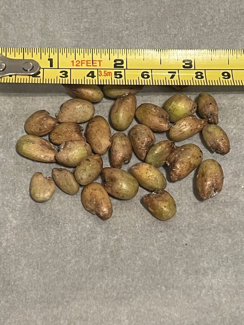 Monstera Deliciosa "swiss Cheese Plant" Seeds Popular House Plant FRESH ...