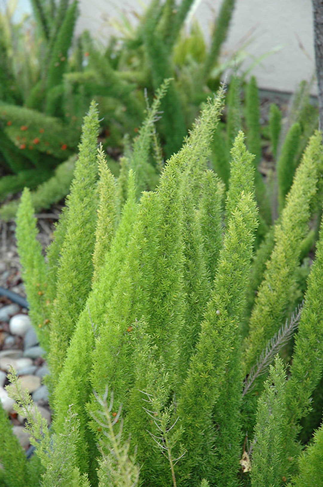 Asparagus Meyeri "foxtail Fern" Seeds Popular Houseplant ORGANIC, FRESH ...