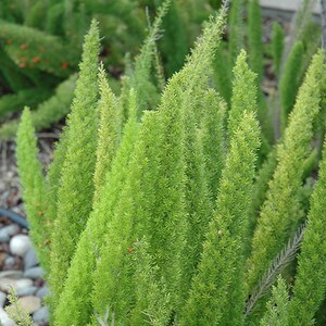 Asparagus Meyeri "foxtail Fern" Seeds Popular Houseplant ORGANIC, FRESH ...