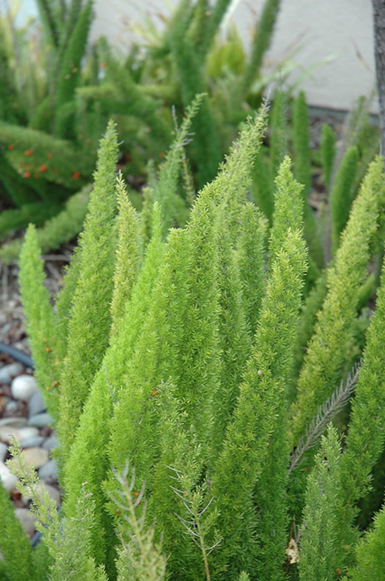 Asparagus Meyeri "foxtail Fern" Seeds Popular Houseplant ORGANIC, FRESH ...