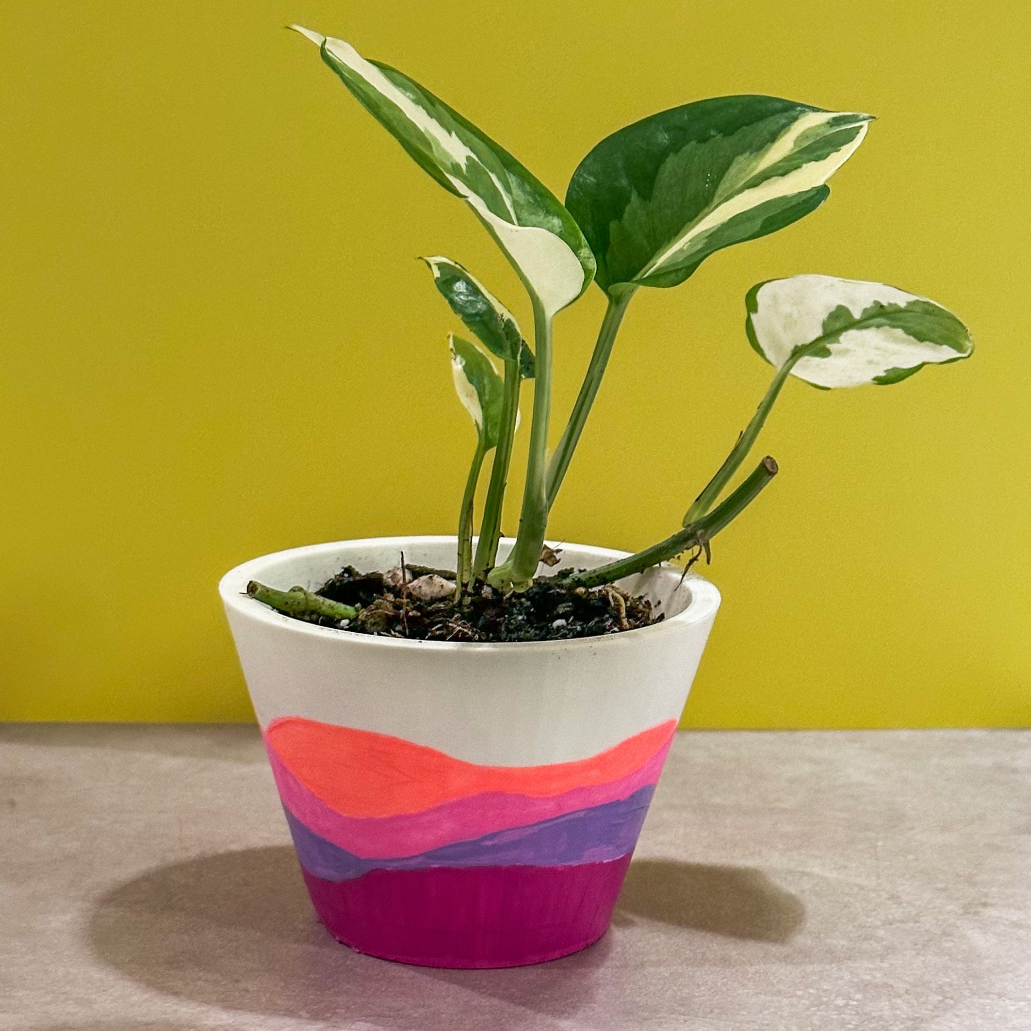 Plant Pot Painting Set, Paint Your Own Pot! Paints and Brush Included ...