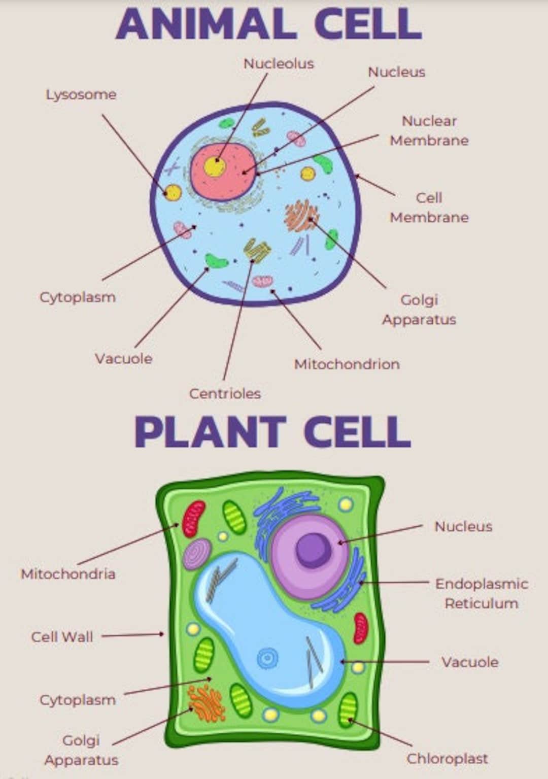 Plant and Animal Cell Poster - Etsy