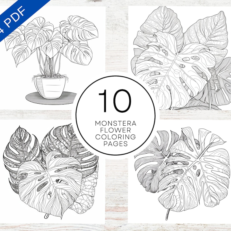 Colouring Monstera - Etsy