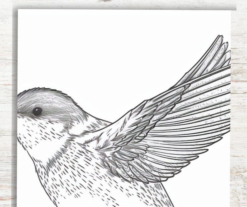 KDP Interior 50 Bird Coloring Pages | 8.5" X 11" Printable PDF | Kids ...