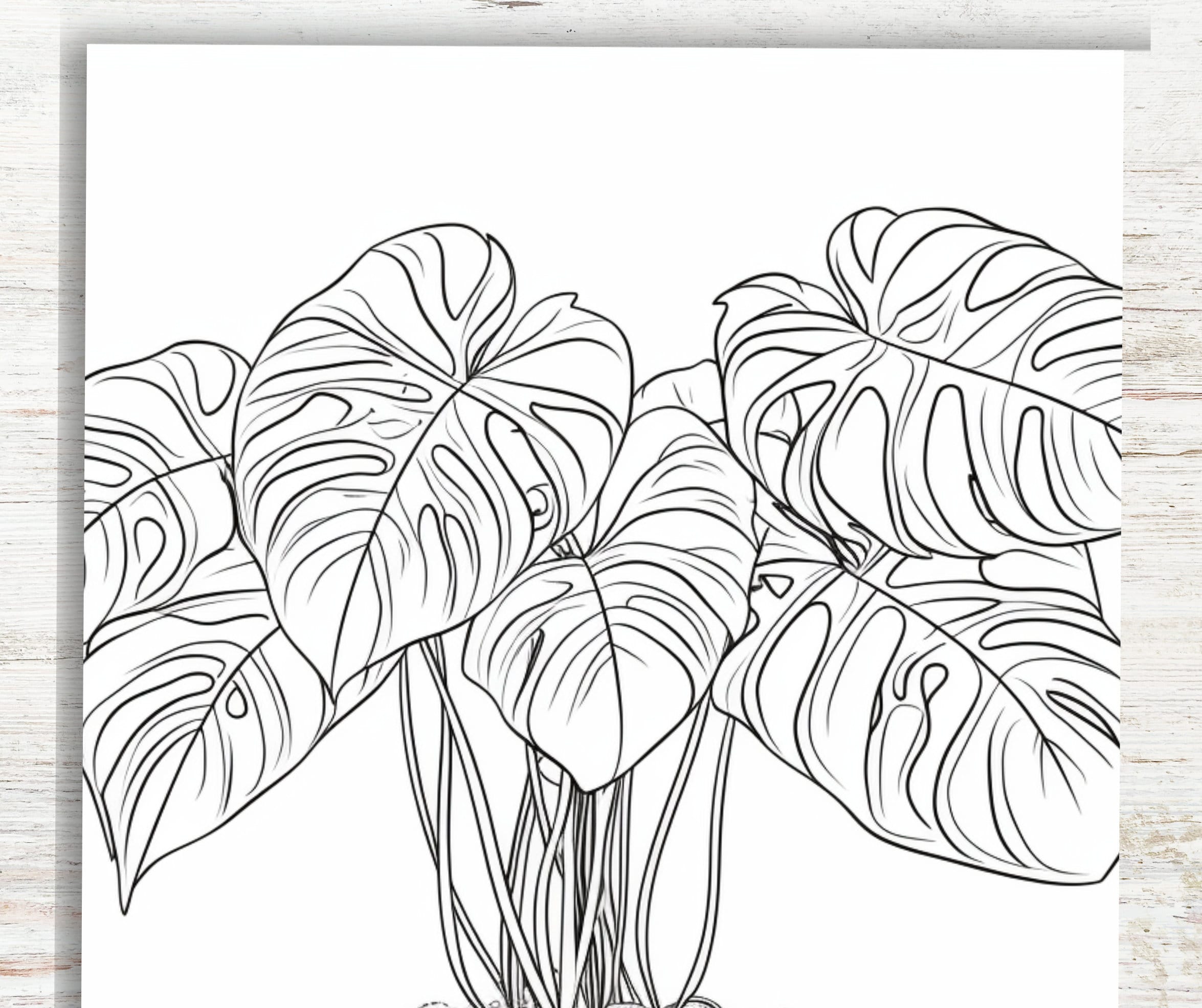 10 Monstera Flower Coloring Pages Printable PDF A4 Exotic Botanical ...