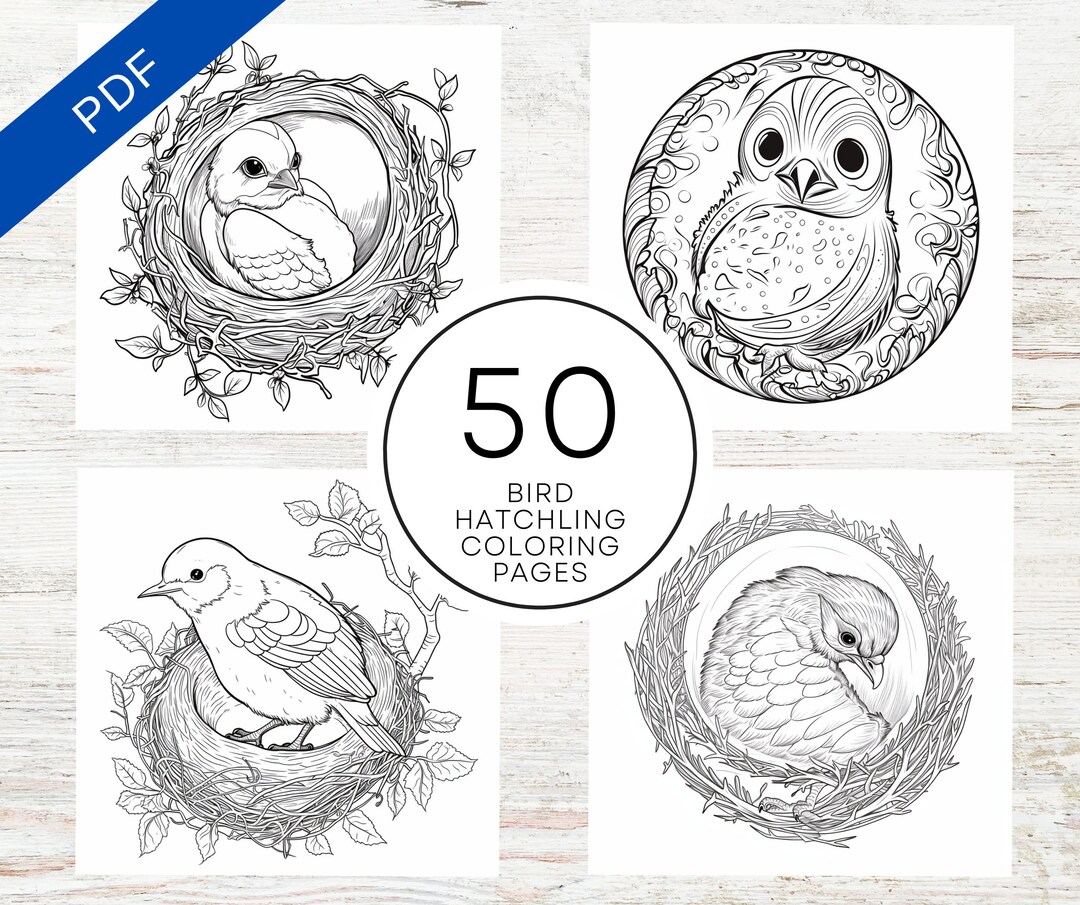 KDP Interior 50 Bird Hatchling Coloring Pages | 8.5" X 11" Printable ...
