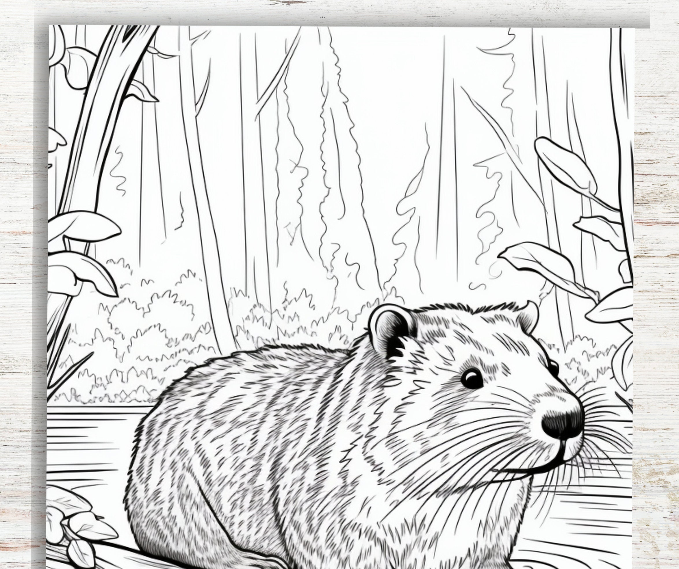 KDP Interior 50 Beaver Coloring Pages 8.5 X 11 Printable PDF & Canva ...