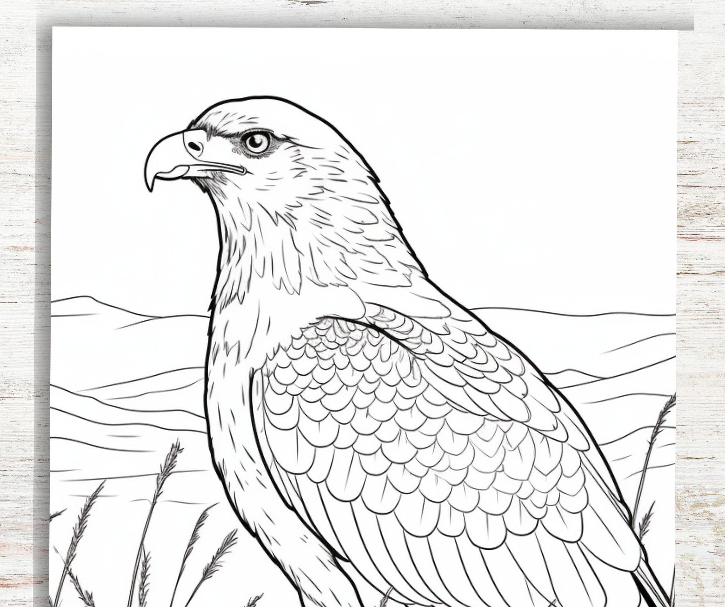 10 Eagle Coloring Pages | A4 Printable PDF | Bird Coloring Sheets for ...