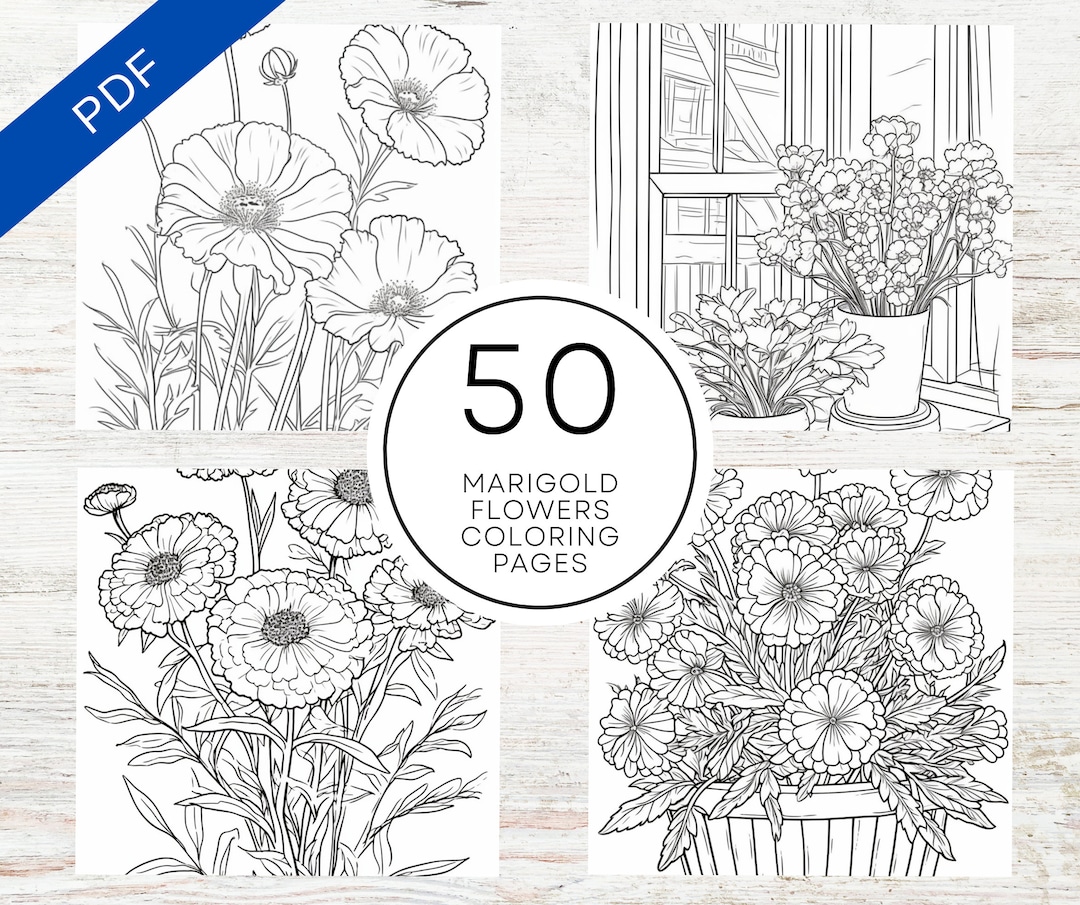 KDP Interior 50 Marigold Flower Coloring Pages for Adults | 8.5" X 11 ...