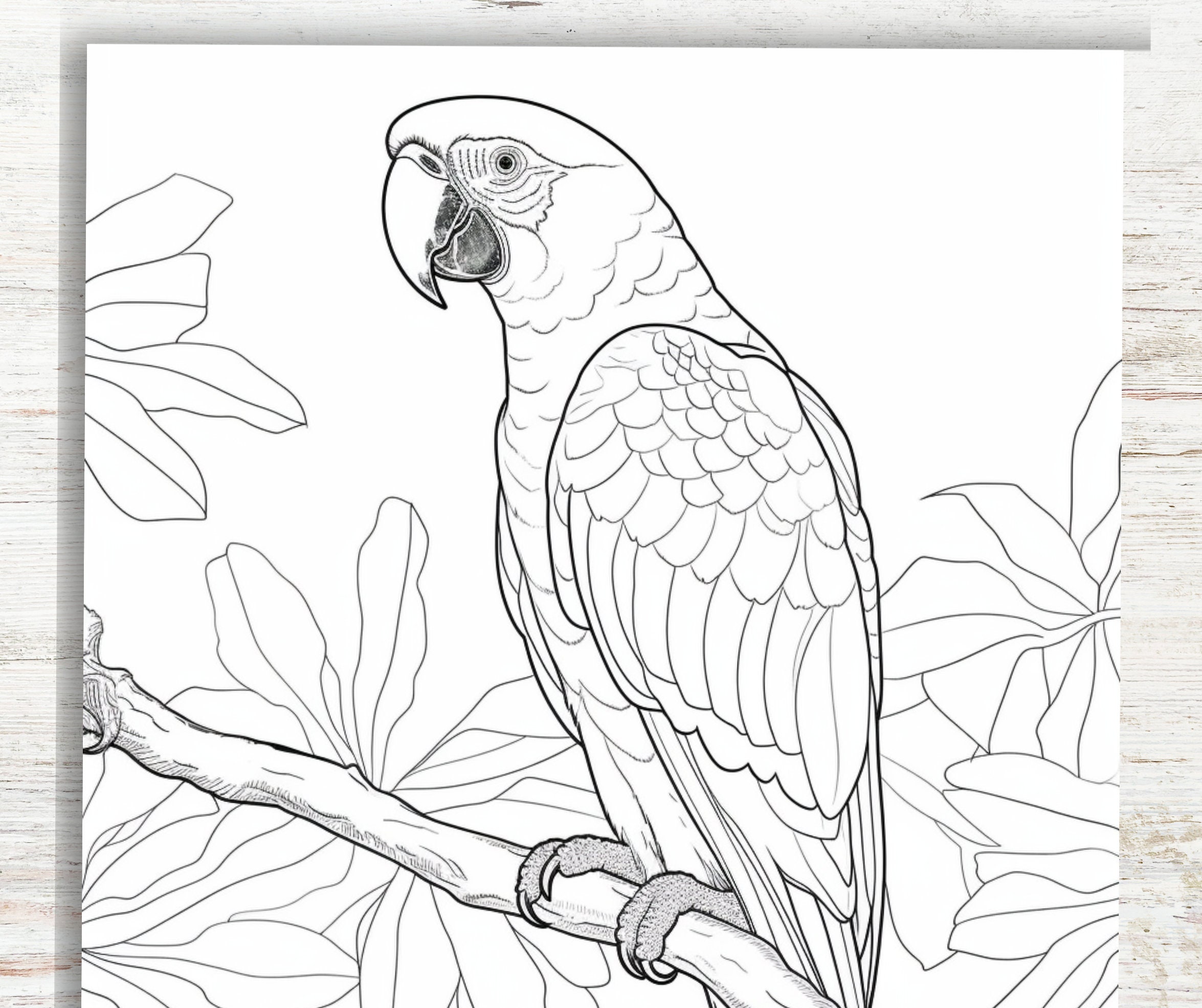 10 Macaw Bird Coloring Pages Printable PDF A4 Beautiful Birds Jungle ...