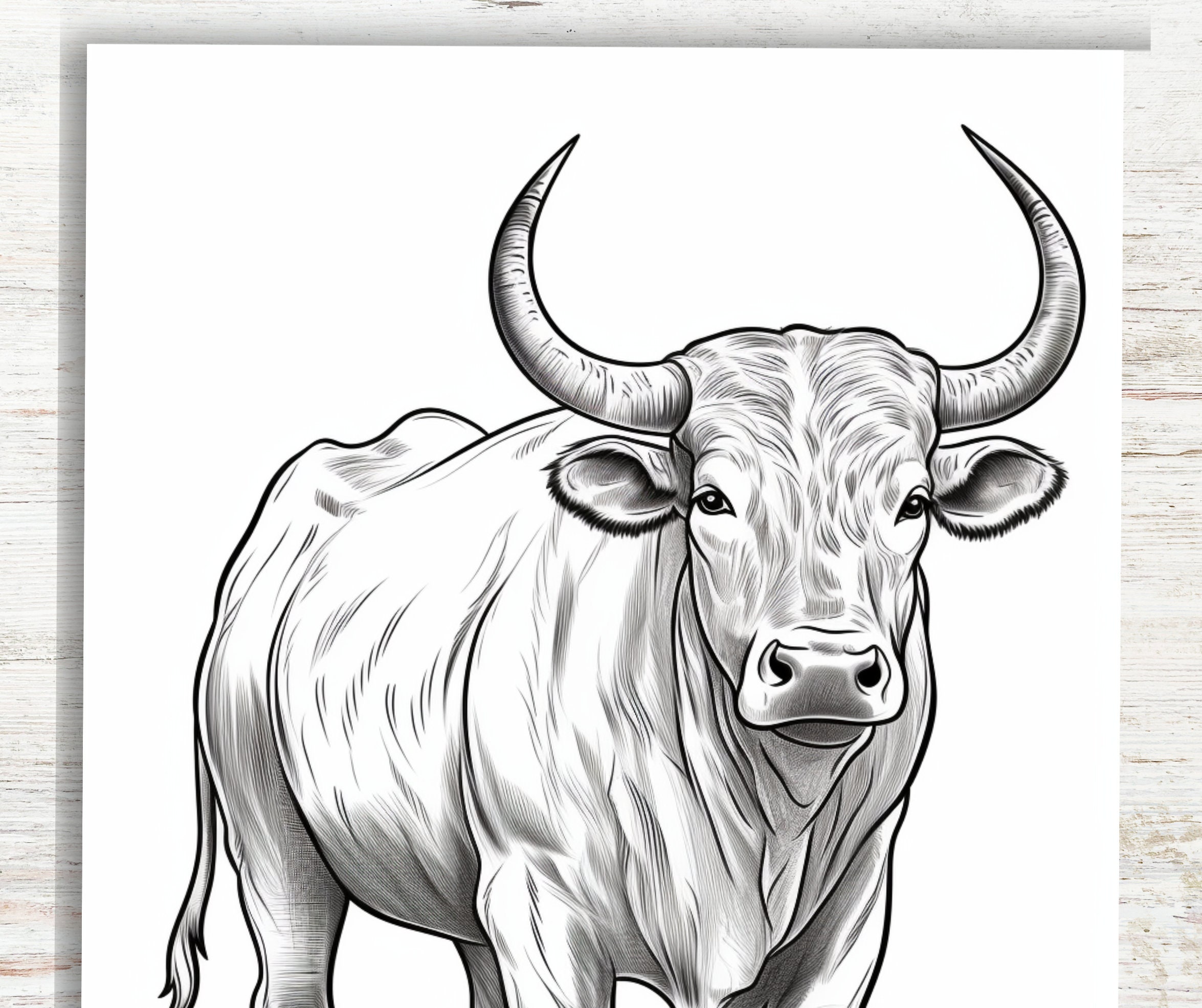 10 Bull Coloring Pages for Teens & Adults | A4 Printable Animal ...