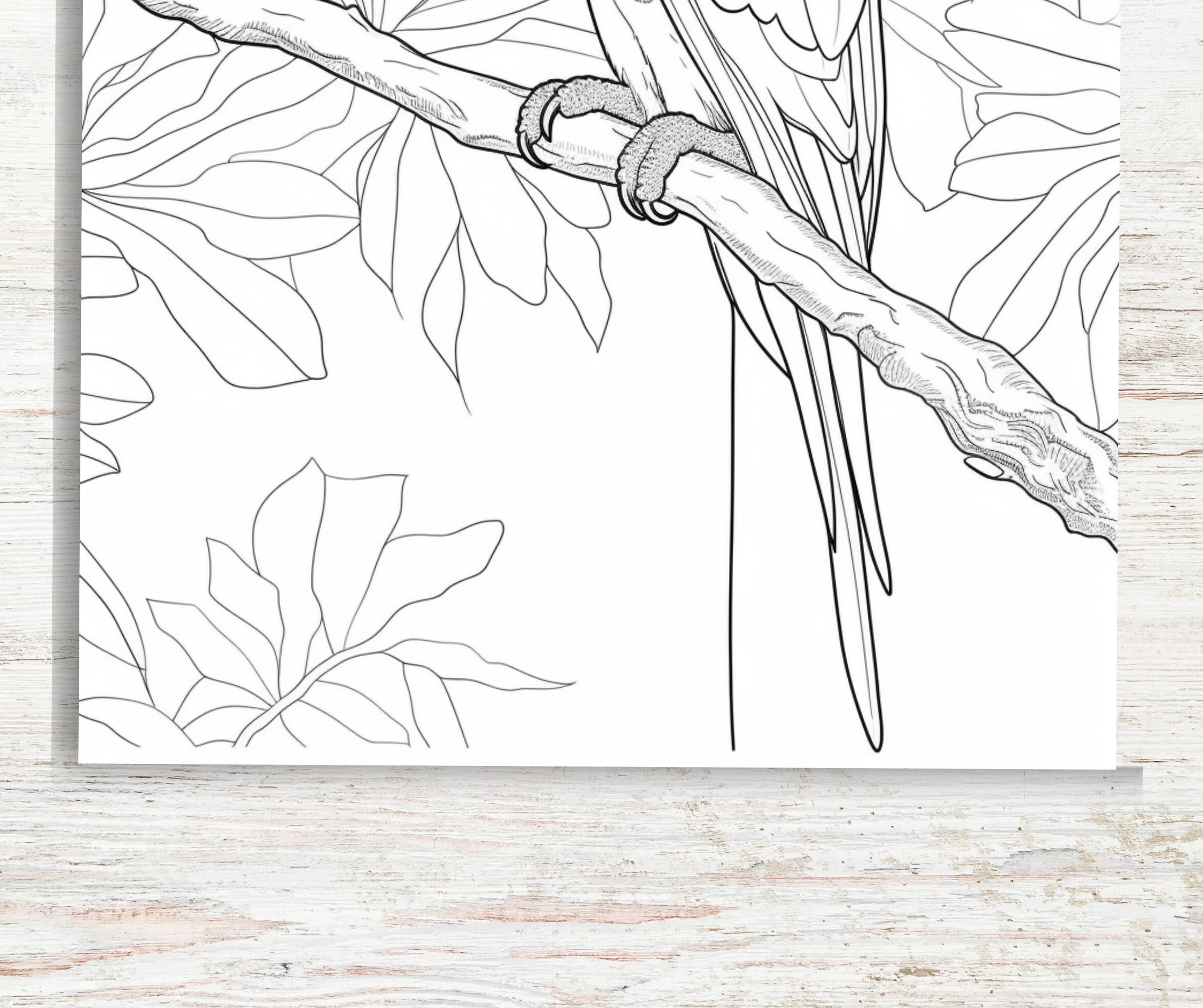 10 Macaw Bird Coloring Pages Printable PDF A4 Beautiful - Etsy